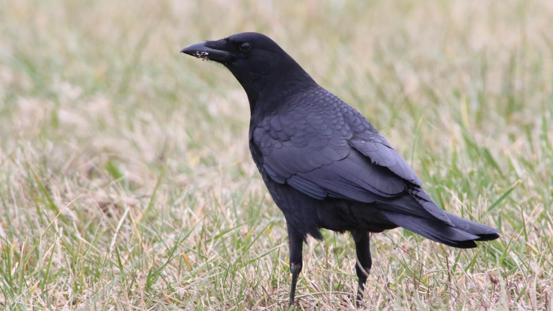 Augusta crow tests positive for West Nile virus | newscentermaine.com