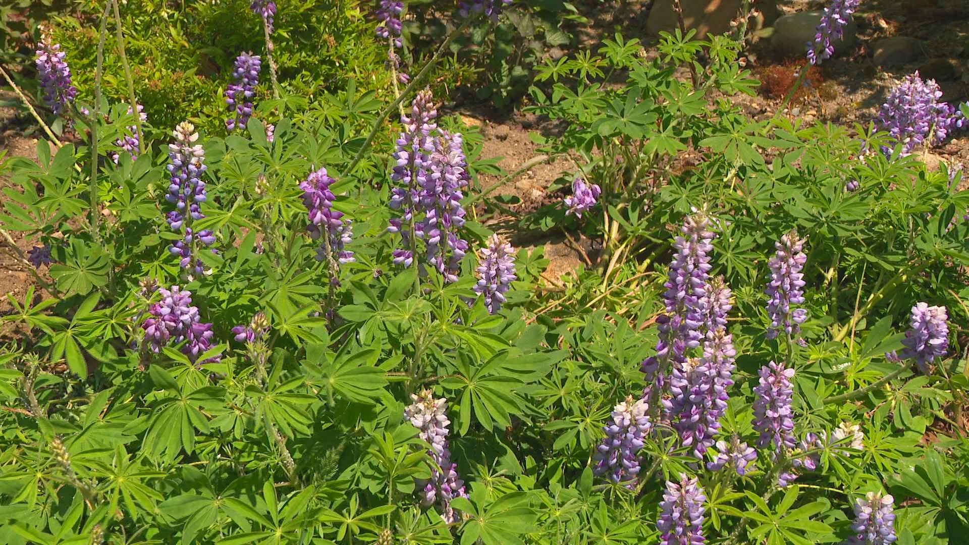 Everything to know about Lupine | newscentermaine.com