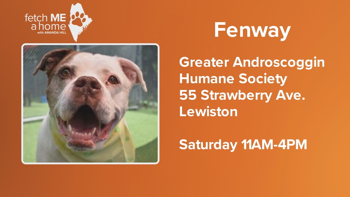 Fetch ME a Home | Meet Fenway | newscentermaine.com