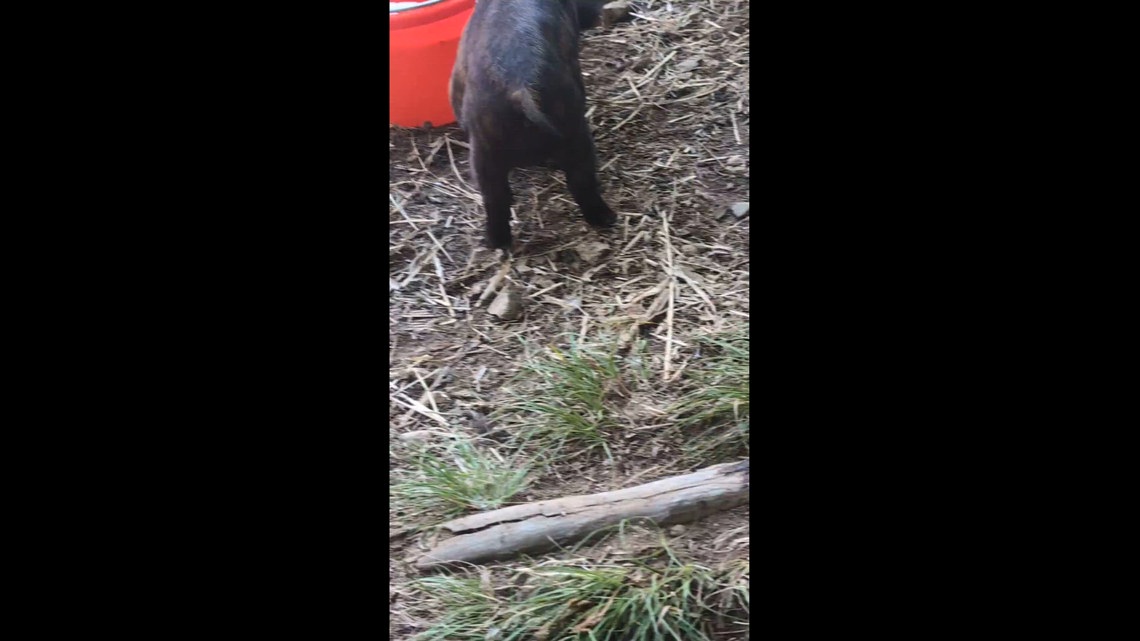 Piglets, chickens and dogs... oh my | newscentermaine.com