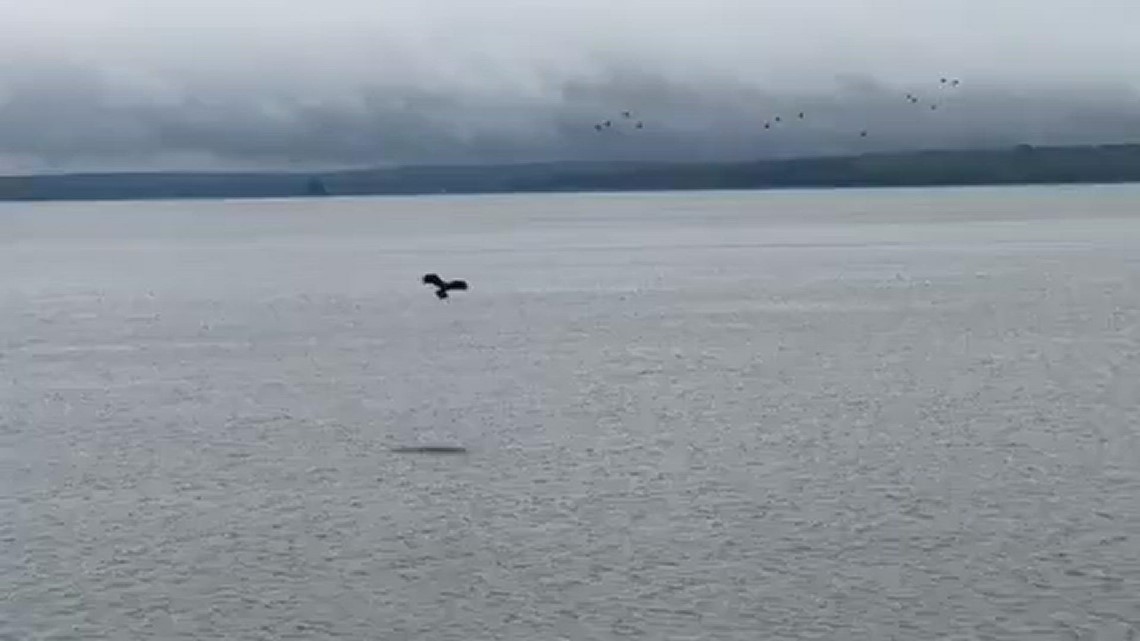 Eagle chasing a duck but others ducks saved the day | newscentermaine.com