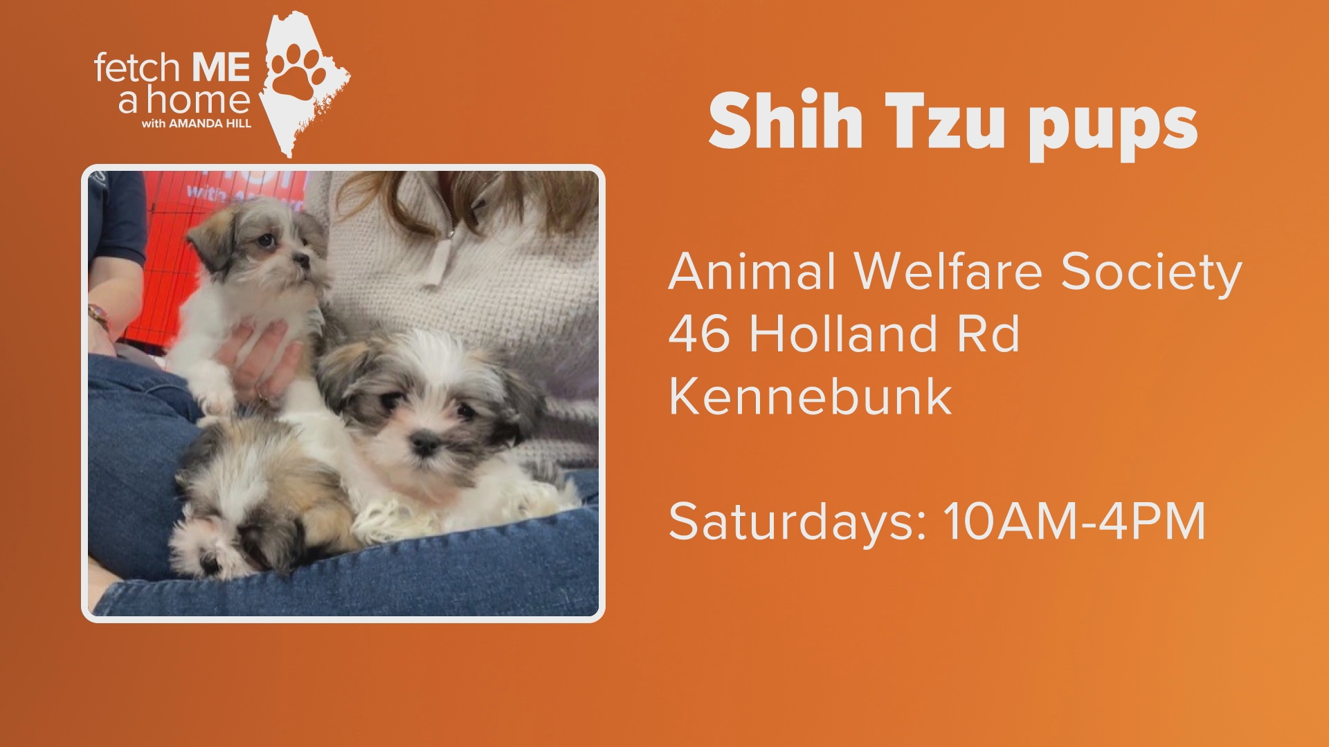Fetch ME a Home: 3 Shih Tzu puppies are ready for new homes | newscentermaine.com