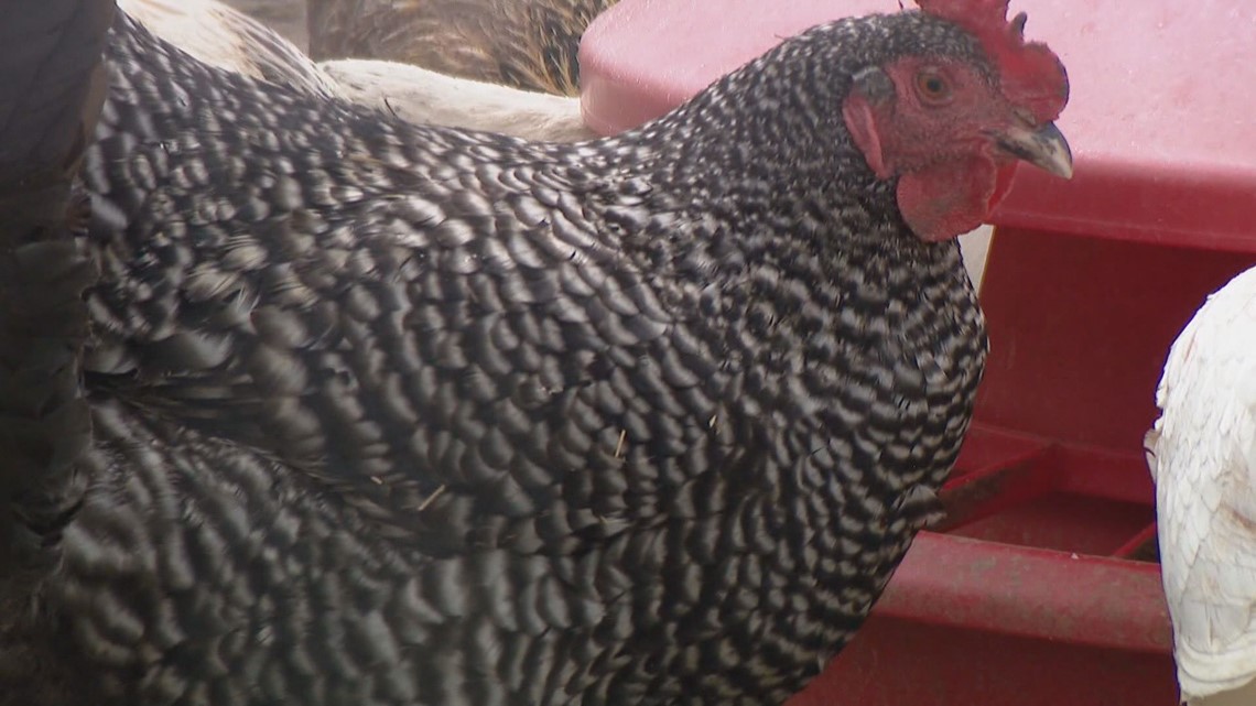 Bird flu symptoms could show up in Maine chickens, officials say ...