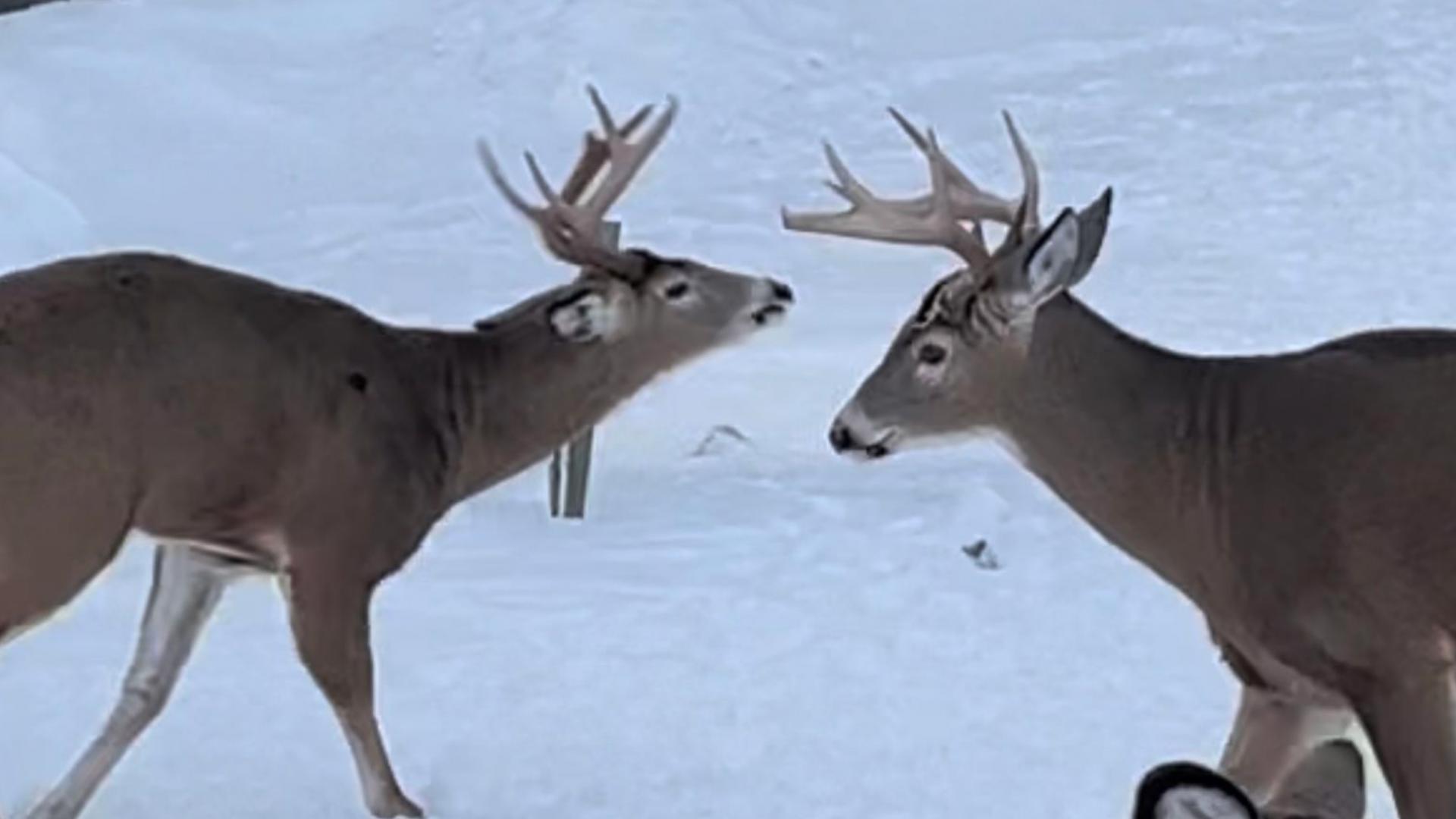 Maine animals are playing, rolling, and sliding around in the recent snowfall | newscentermaine.com