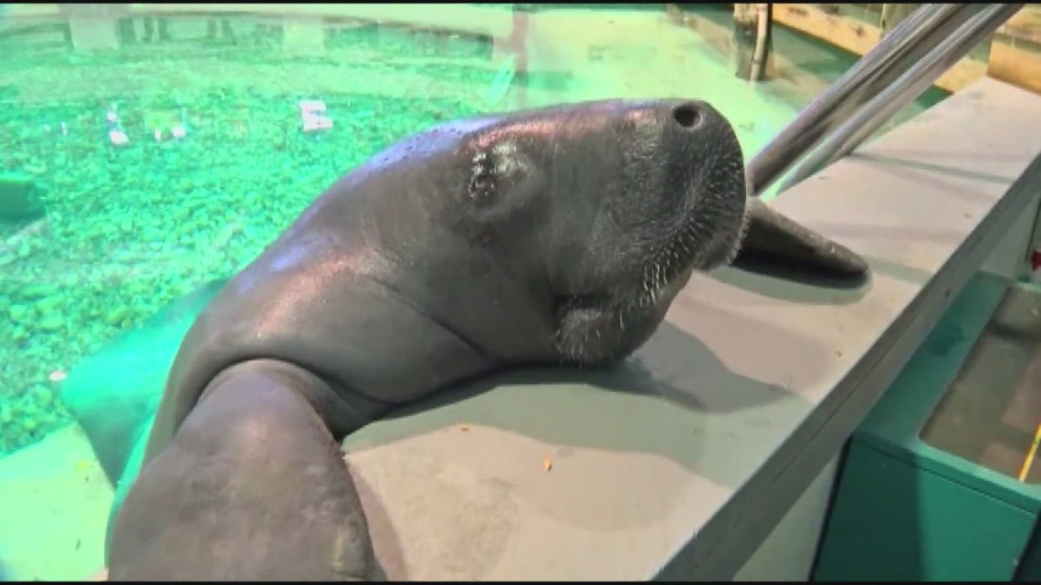 Today is Manatee Appreciation Day | newscentermaine.com