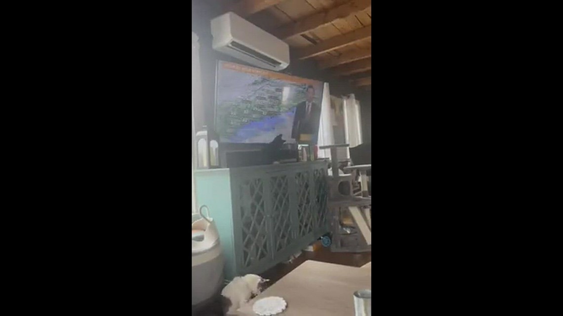 Kitten Kat getting Jason Nappi | newscentermaine.com