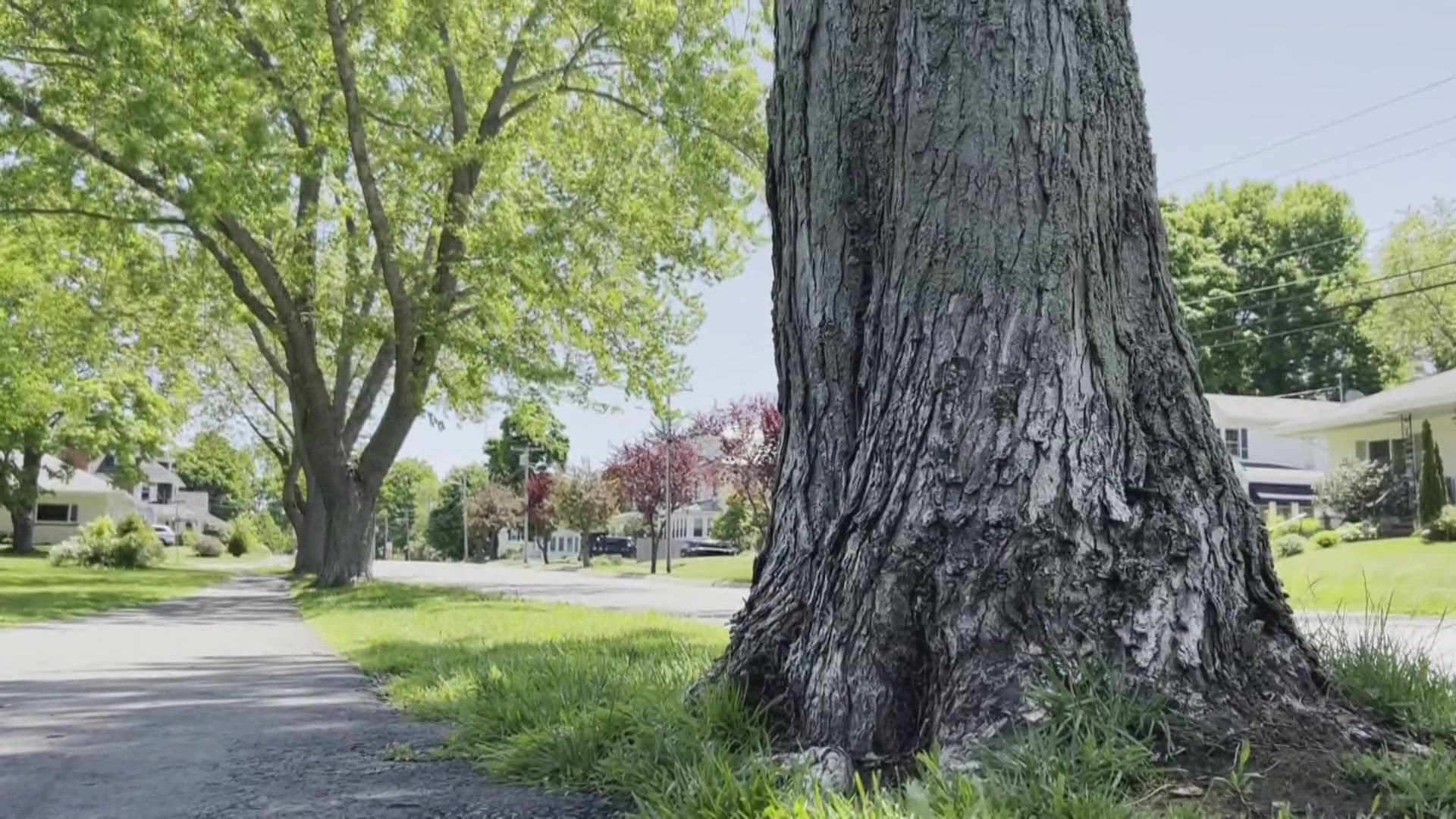 Bangor prepares to fight emerald ash borer amid growing threat ...