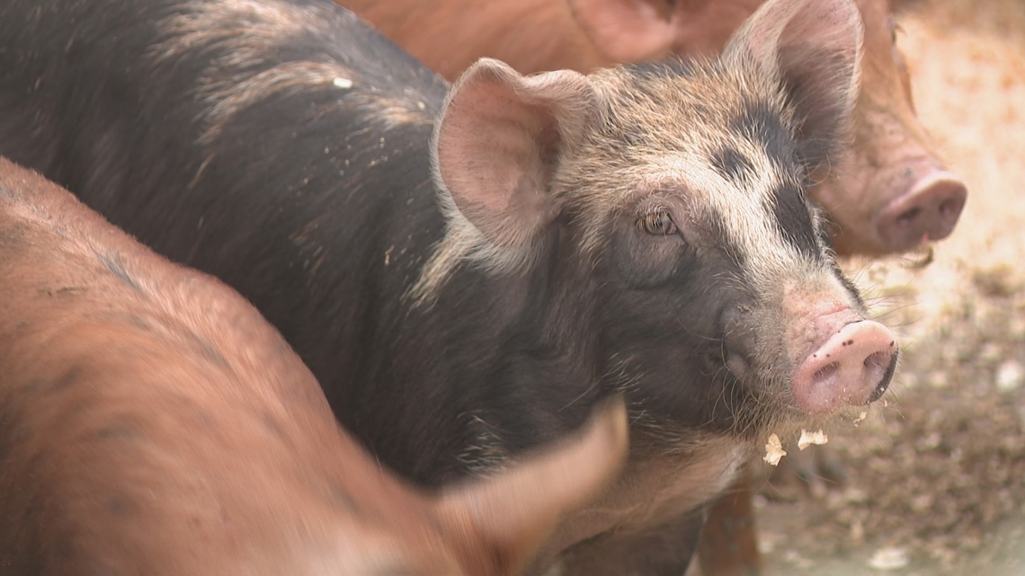 Maine officials track spike in sick and dying pigs | newscentermaine.com