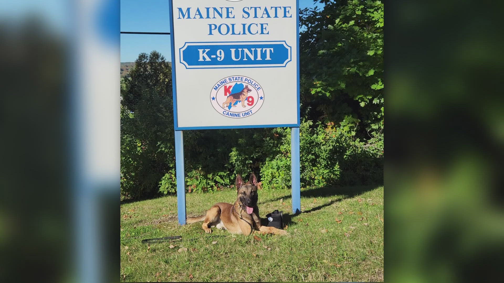 Maine police dog killed in standoff honored | newscentermaine.com