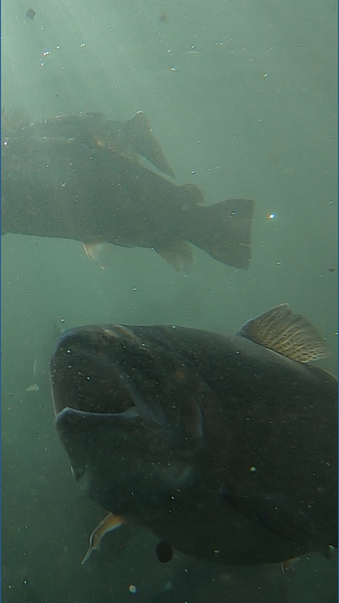 Innovative Aquafort project boosts local fish supply amid US shortages ...