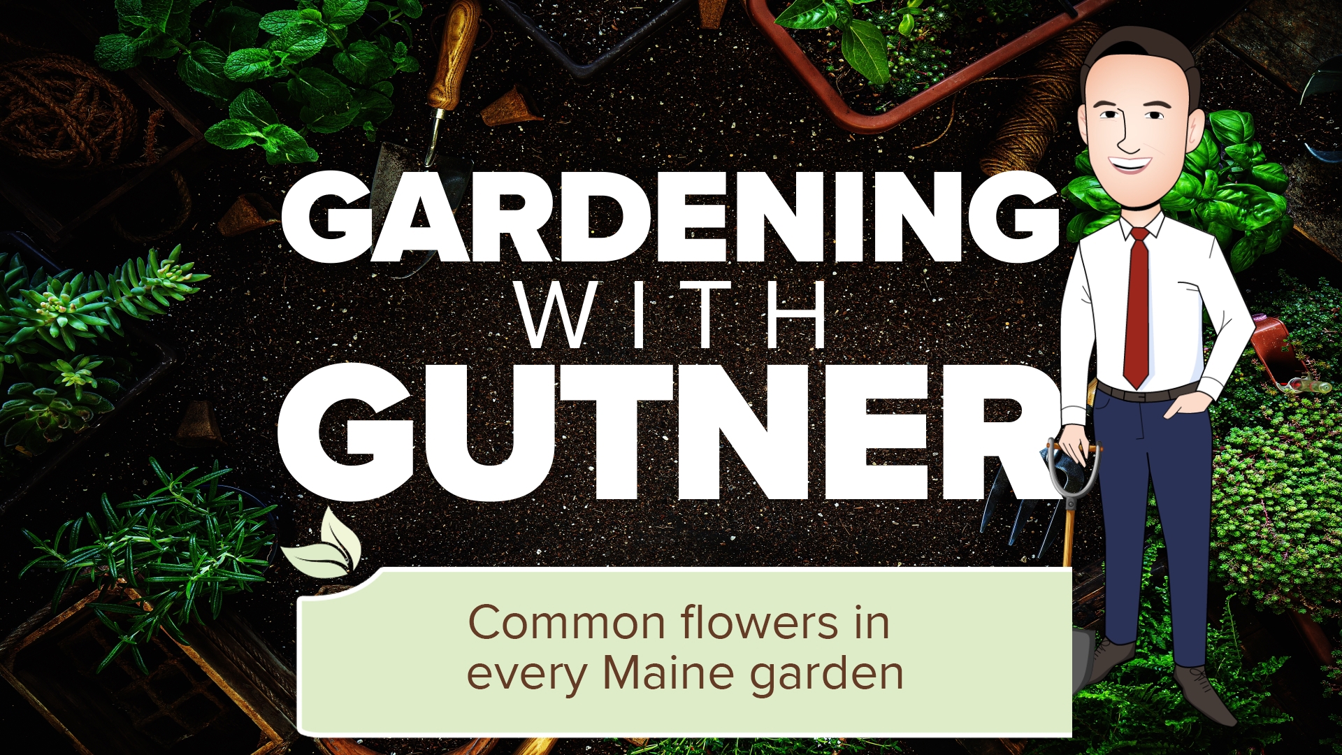 Common flowers in every Maine garden | Gardening with Gutner ...