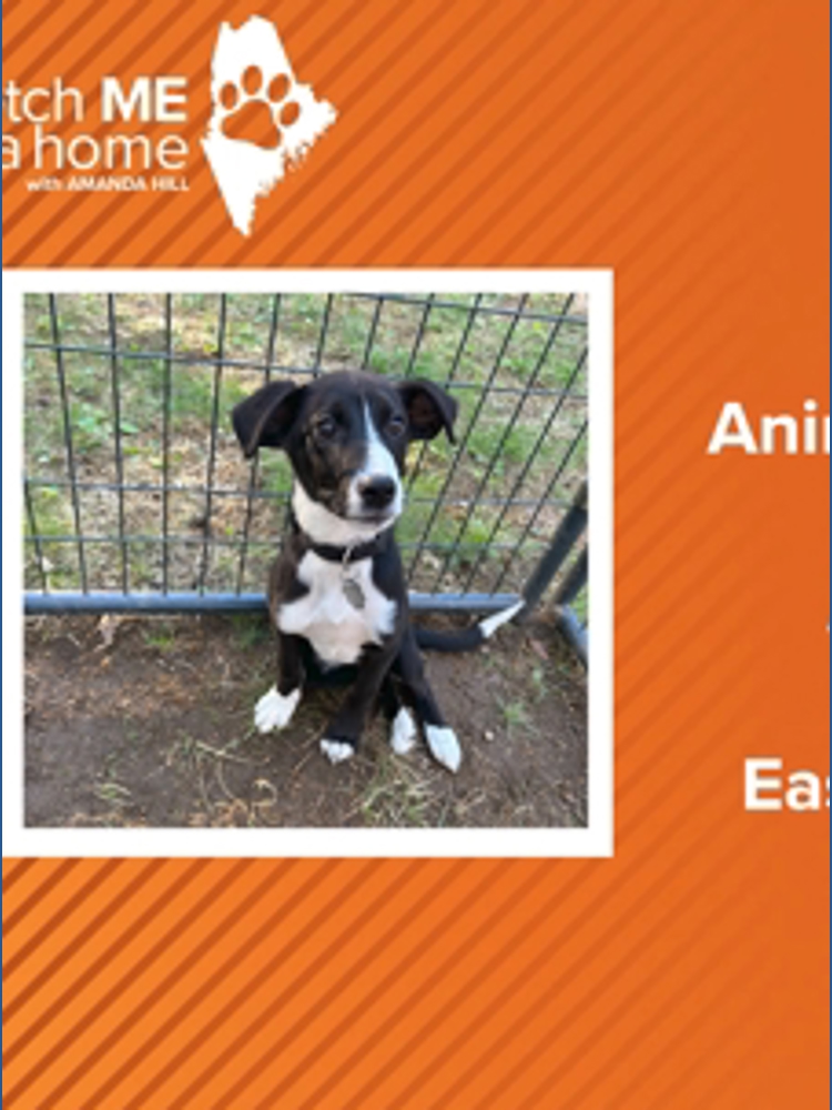 Fetch ME a Home: Goji is a playful puppy who loves belly rubs ...