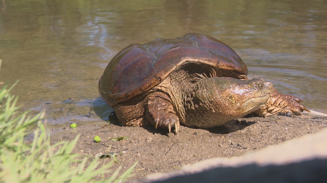 Investigation into video showing man abusing turtles in Portland ...