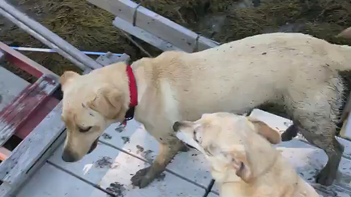 Dogs in the Mud at Low Tide | newscentermaine.com
