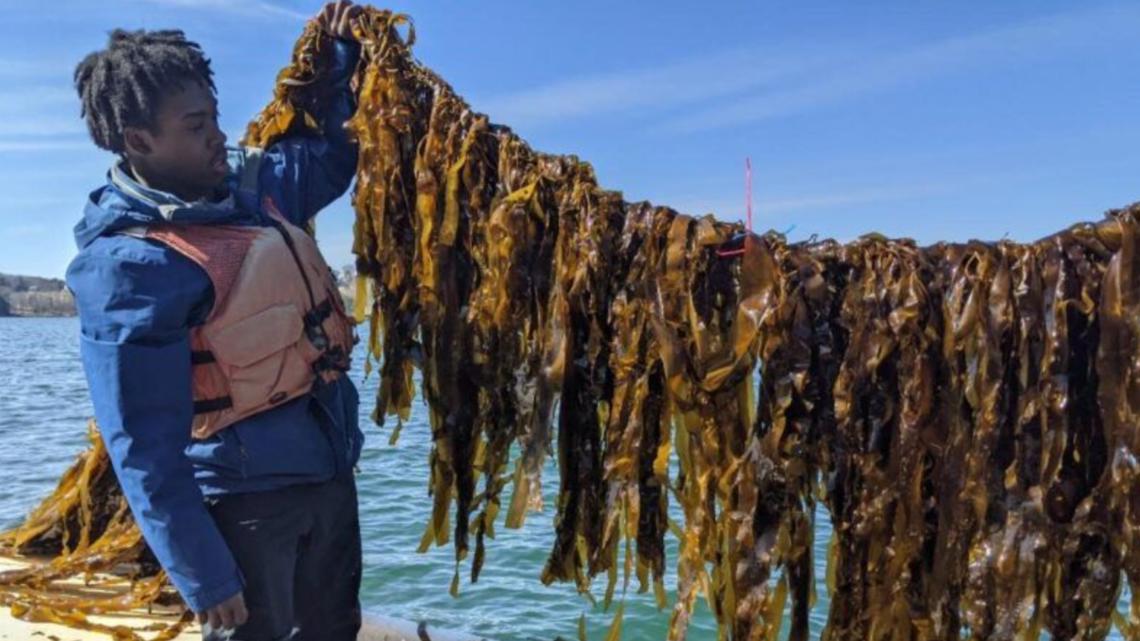 Does seaweed meet 'organic' guidelines? | newscentermaine.com