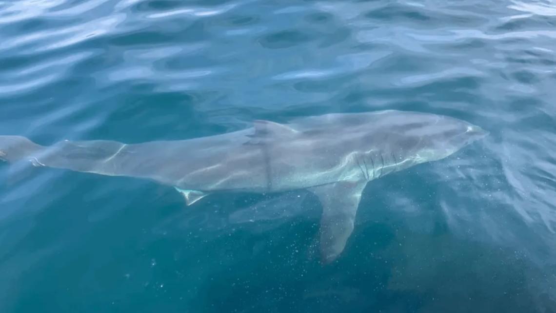 Maine shark sightings: Great white spotted off Little Beach in Ogunquit ...
