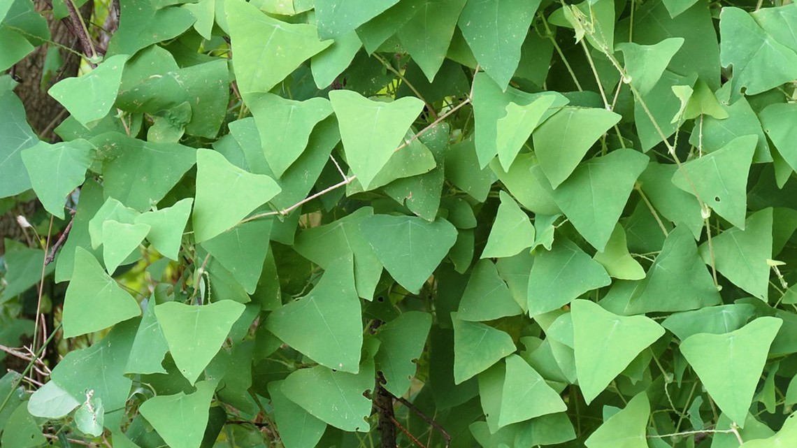 Invasive mile-a-minute weed a 'significant threat' in Maine ...