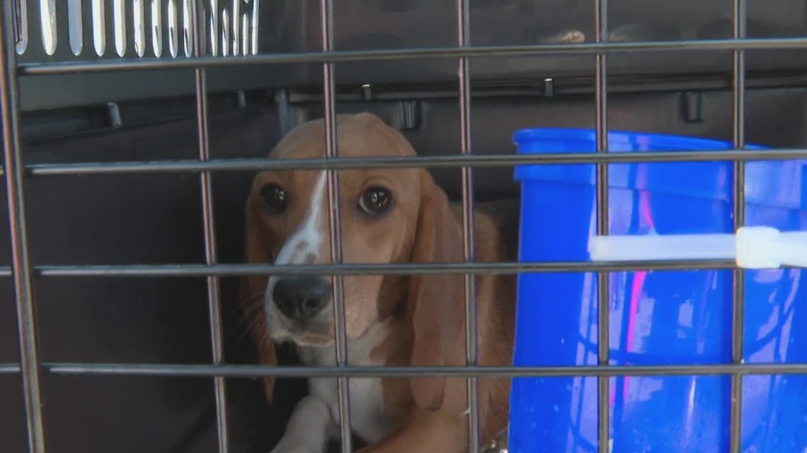 100 beagles arrive in Maine | newscentermaine.com