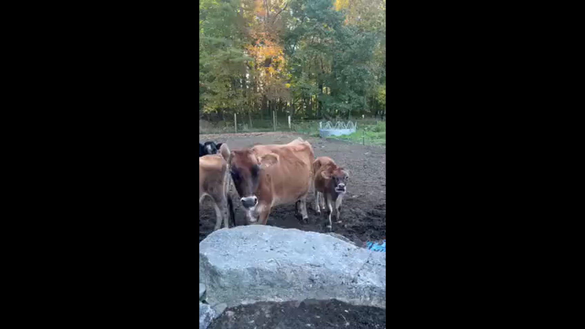 Silly cows | newscentermaine.com