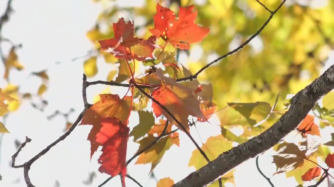 Maine foliage map: Fall colors are at or near peak across much of the ...