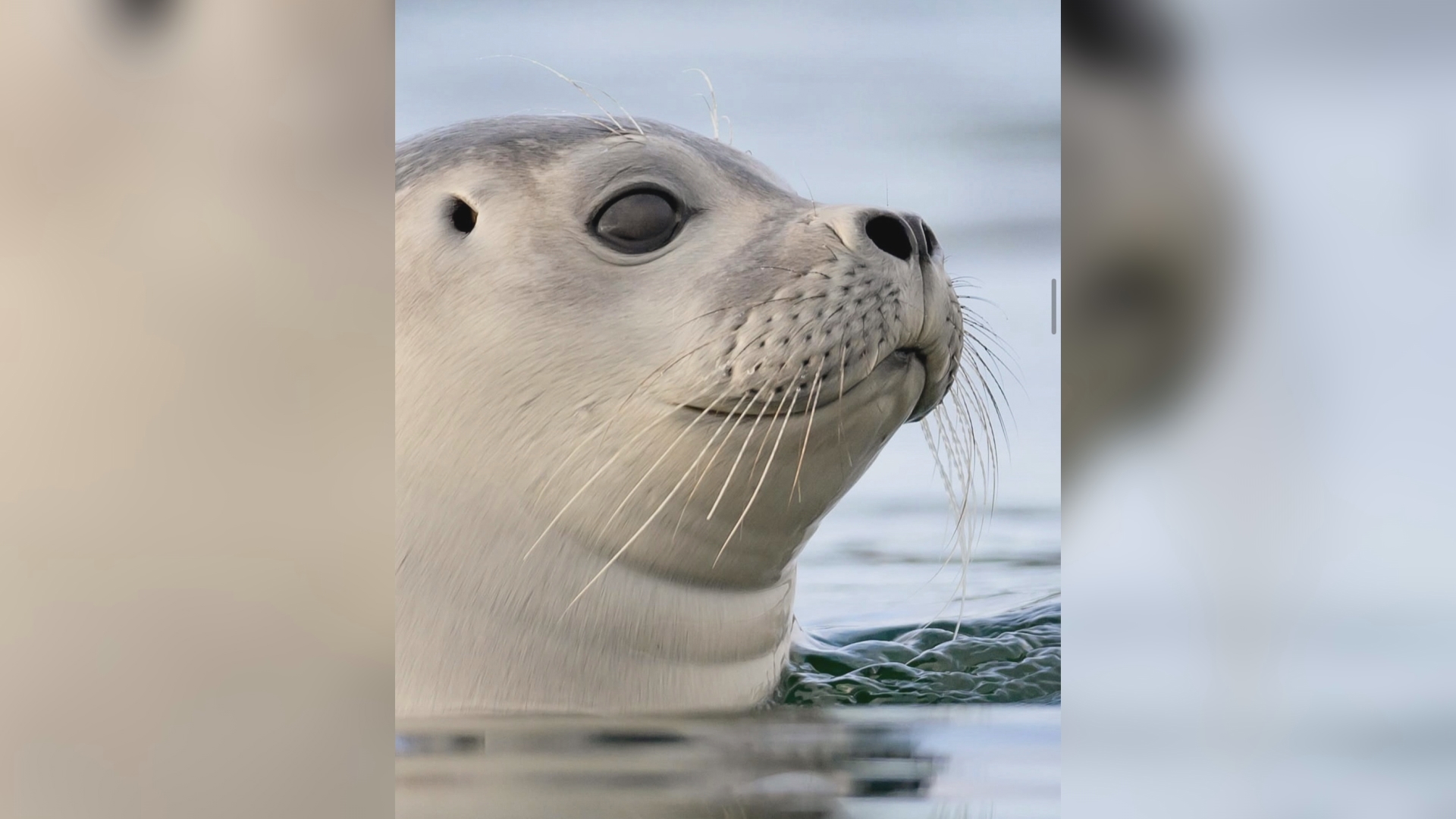 Maine to start issuing pine tree license plate design May 1 ...