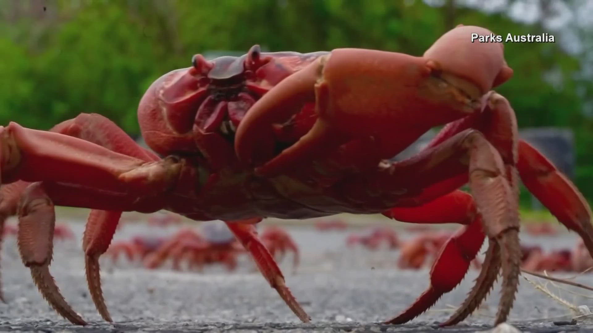 Tens of millions of red crabs crawl their way to the ocean in migration ...