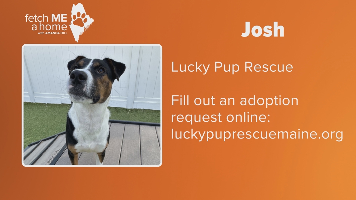 Fetch ME A Home | Joyful Josh | newscentermaine.com
