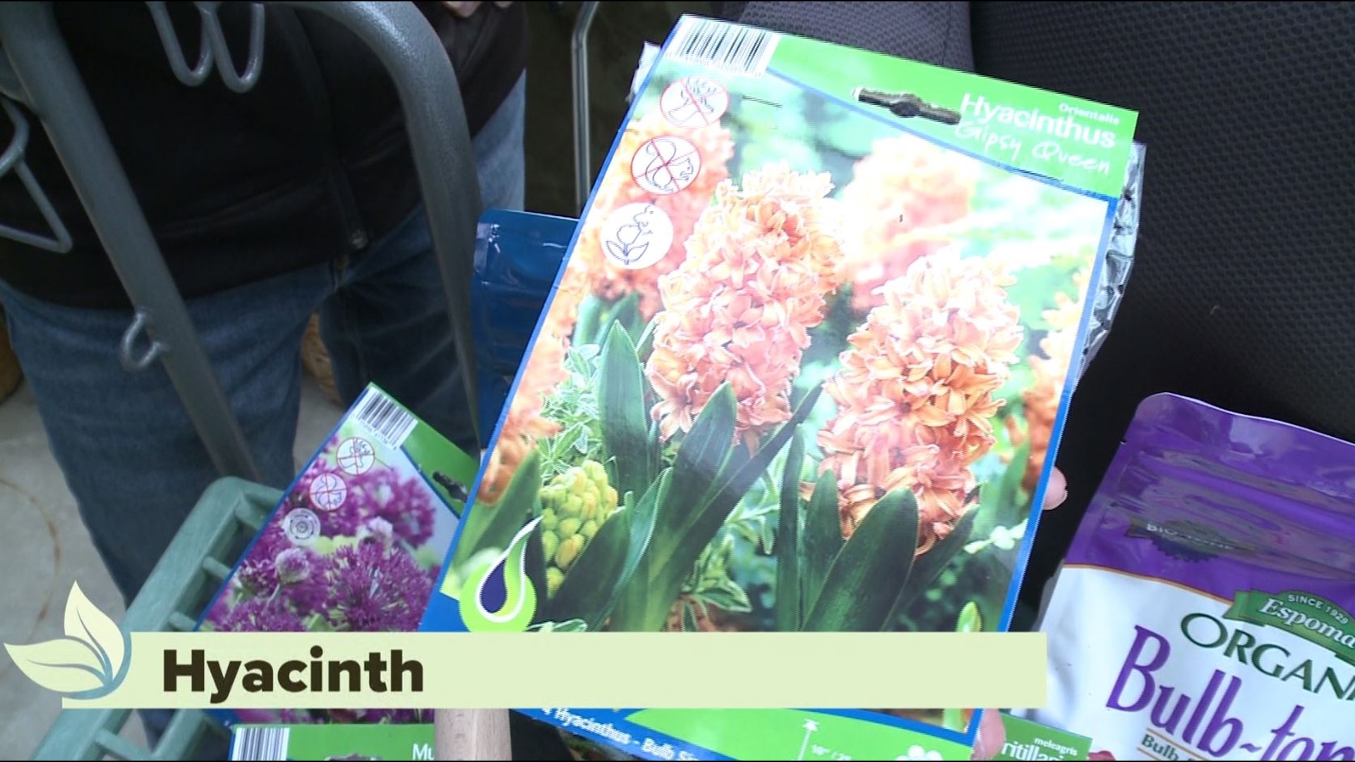 What kinds of bulbs give the best spring show | newscentermaine.com