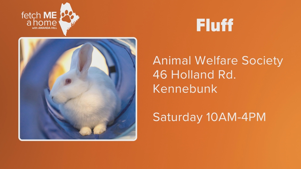 Fetch ME a Home: Meet Fluff the rabbit | newscentermaine.com