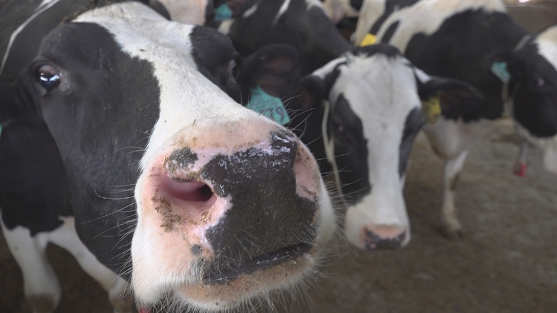 Peaks Renewables' natural gas digester turns cow manure into fuel ...