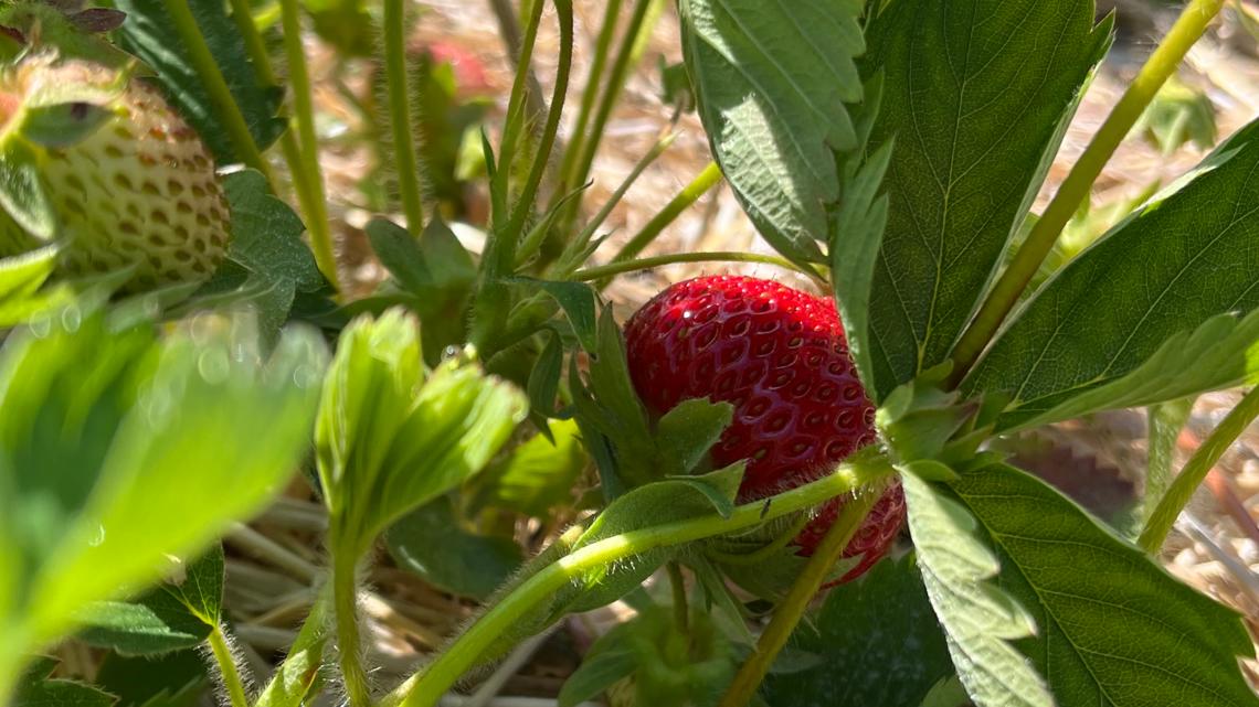Cape Elizabeth, Maine, Jordan's Farm takes over Maxwell's strawberry ...