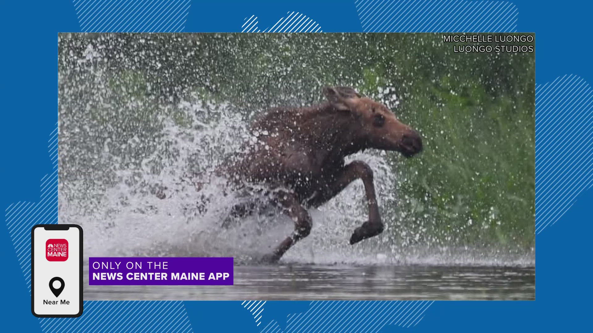 Moose calf gets the 'zoomies' | newscentermaine.com