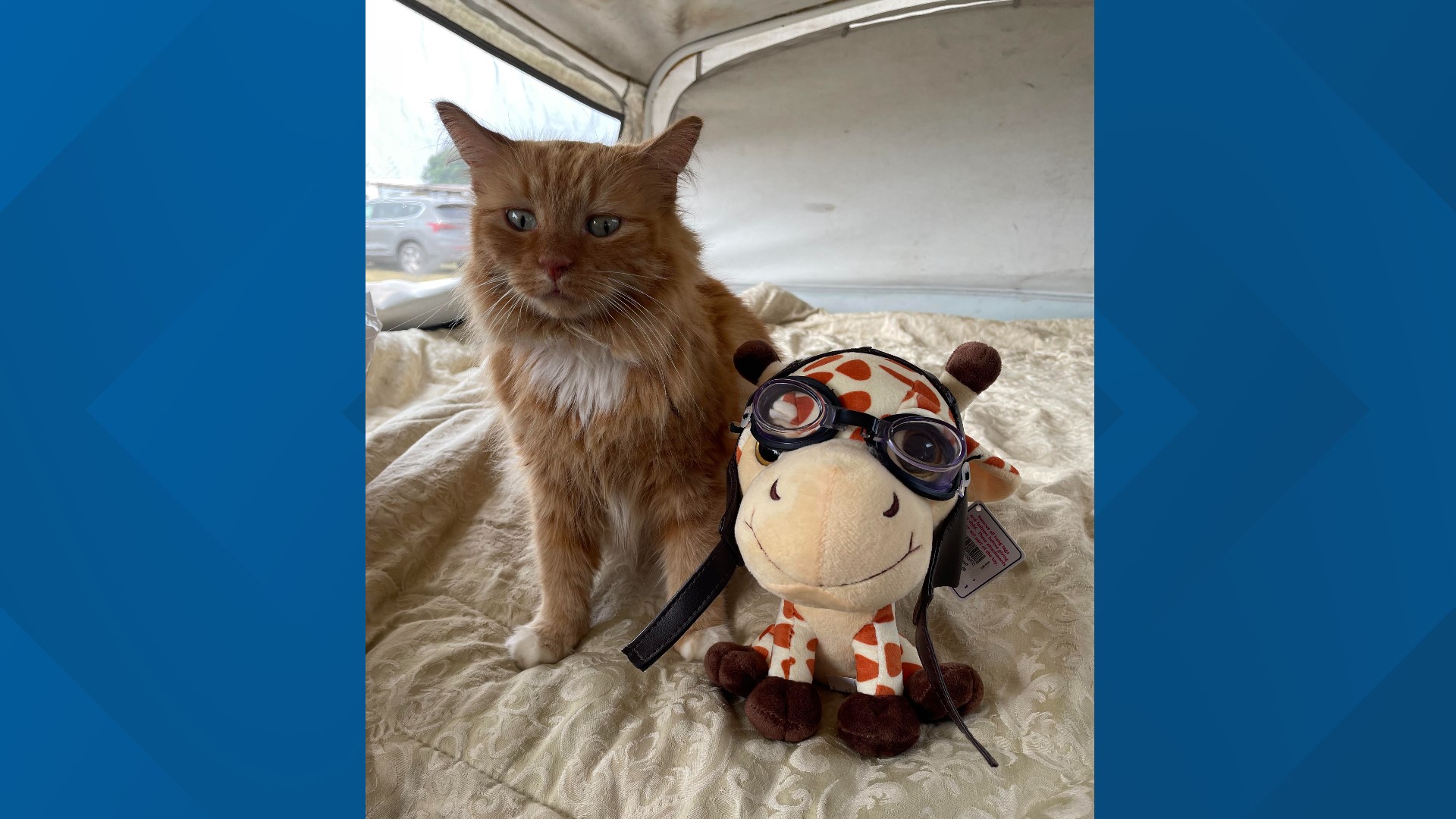 Delilah the stowaway cat makes grand return to Oshkosh air show ...