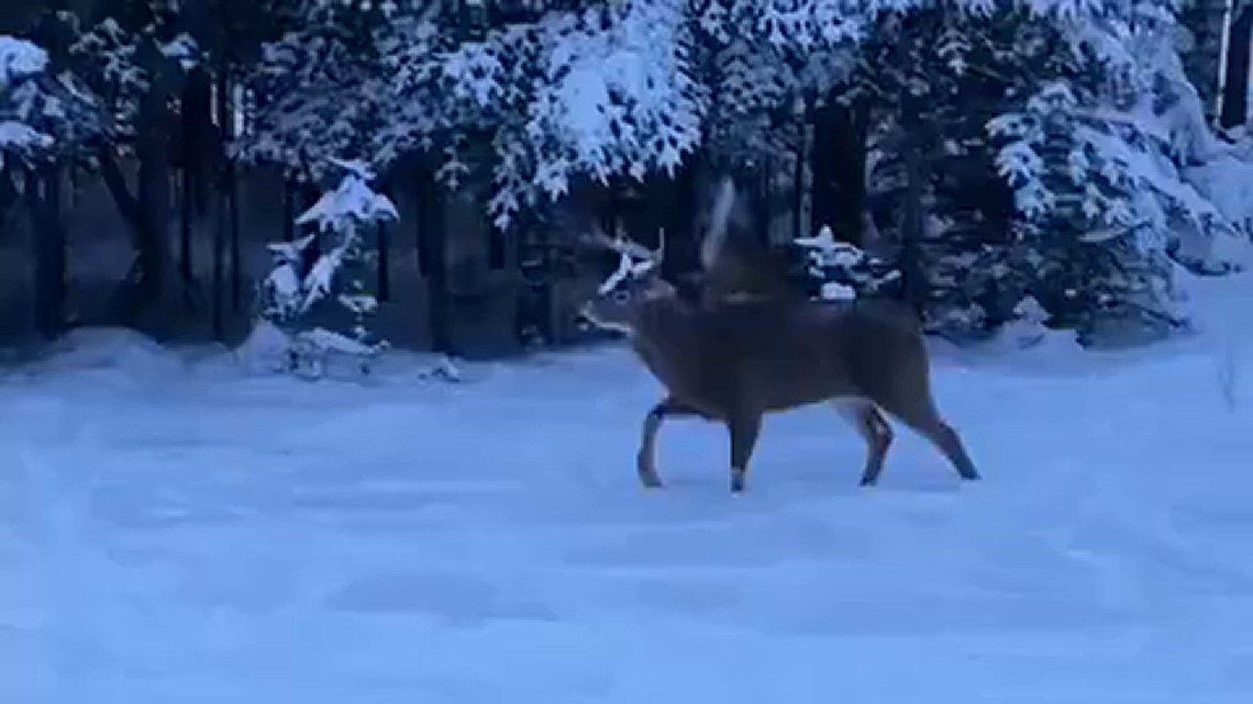 Mr. Eight came in all bulked up | newscentermaine.com