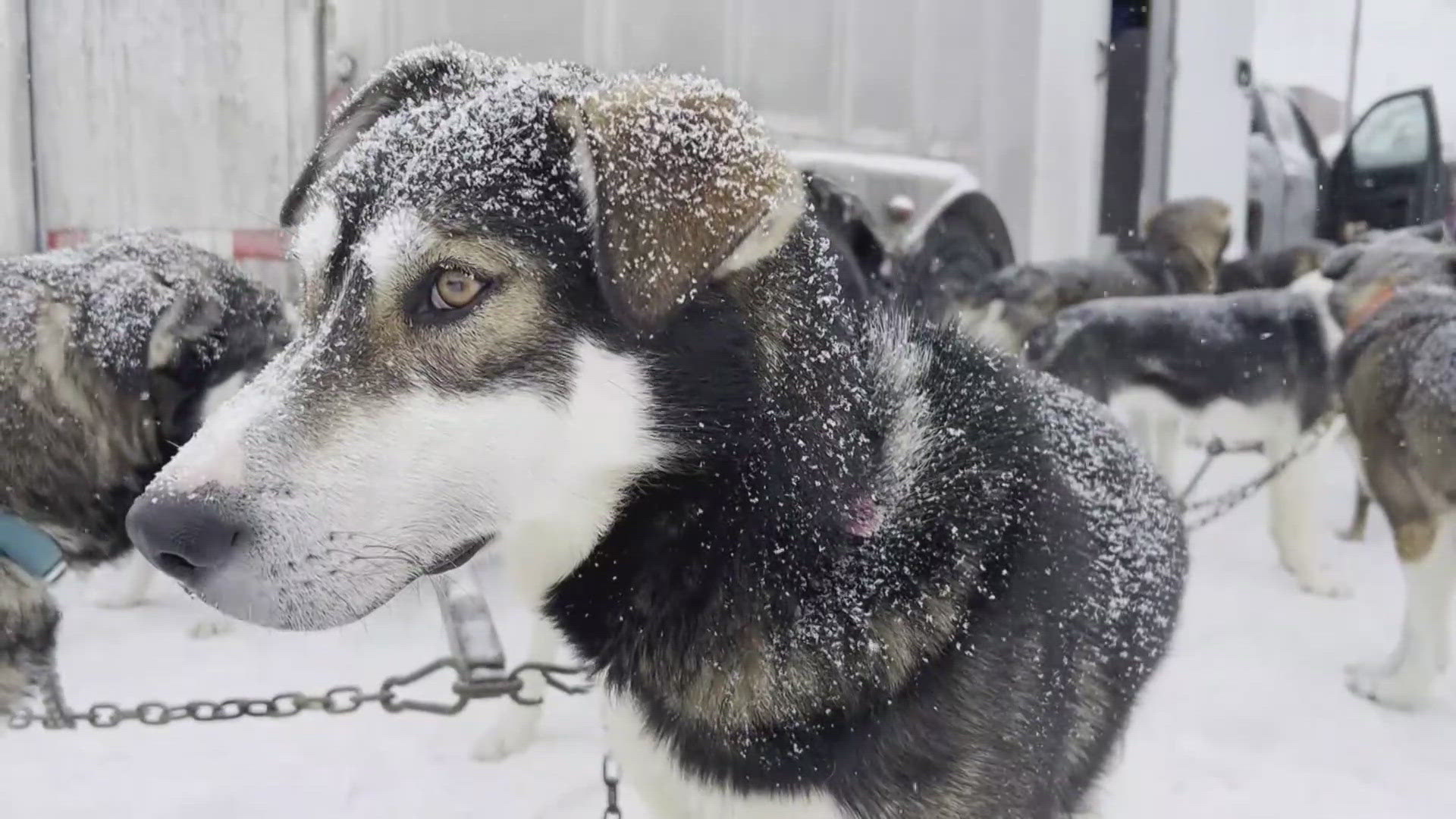 Can-Am returns: More than 50 mushers compete in Fort Kent ...