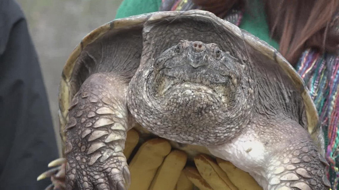 Snapping turtle captures hearts as he is returned to the wild ...