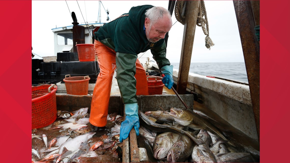 Atlantic Cod Fishing