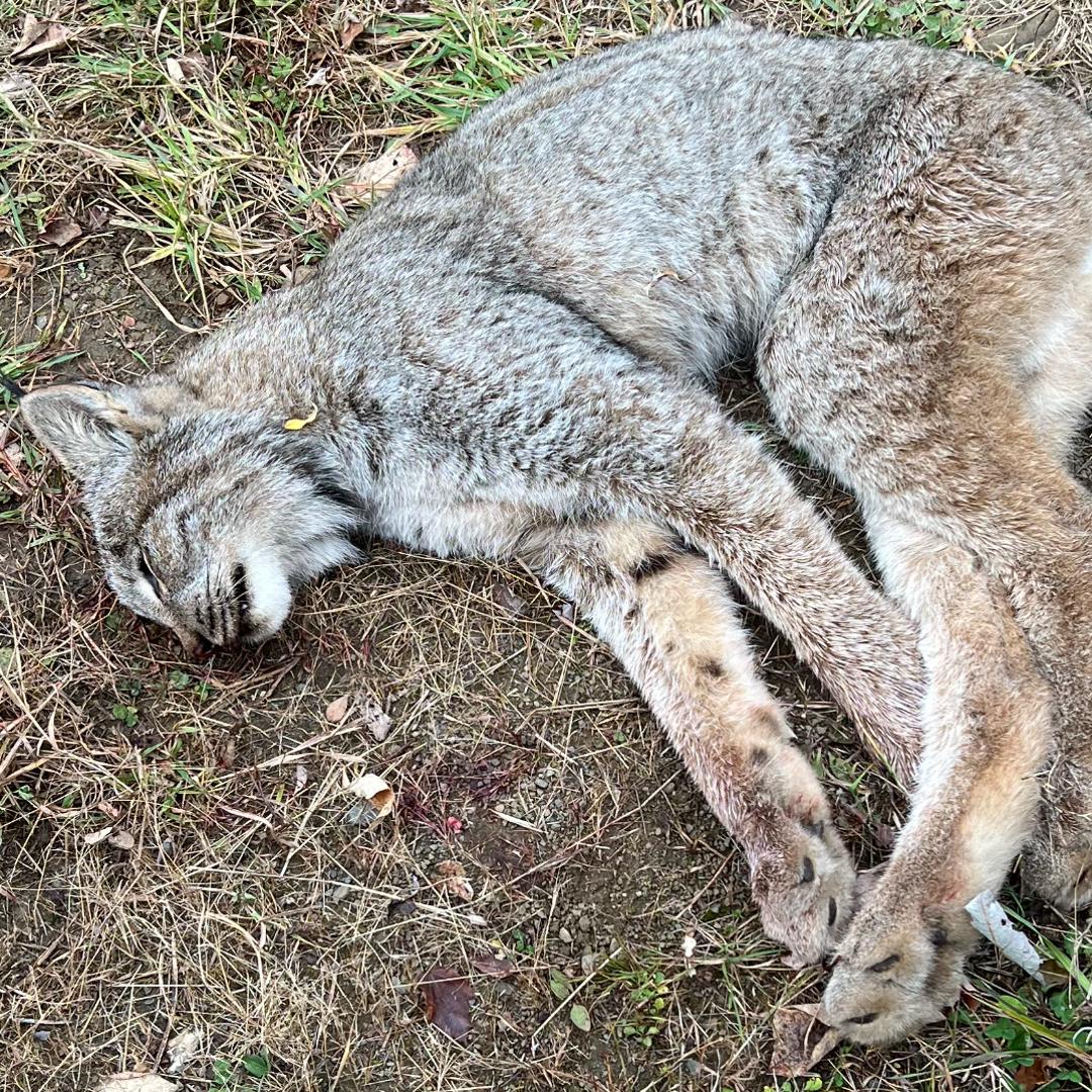 Perham, Maine Canada lynx killing: $3,000 reward offered for info ...