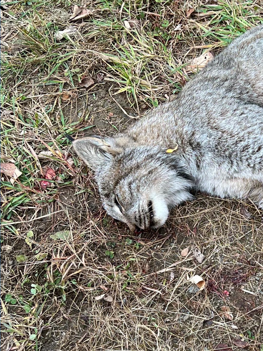 Perham, Maine Canada lynx killing: $3,000 reward offered for info ...