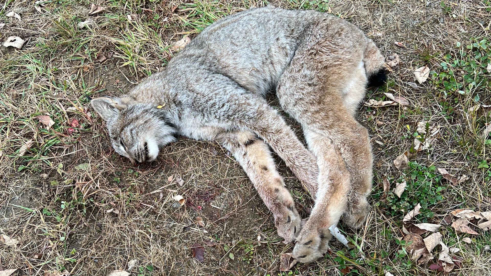 Perham, Maine Canada lynx killing: $3,000 reward offered for info ...