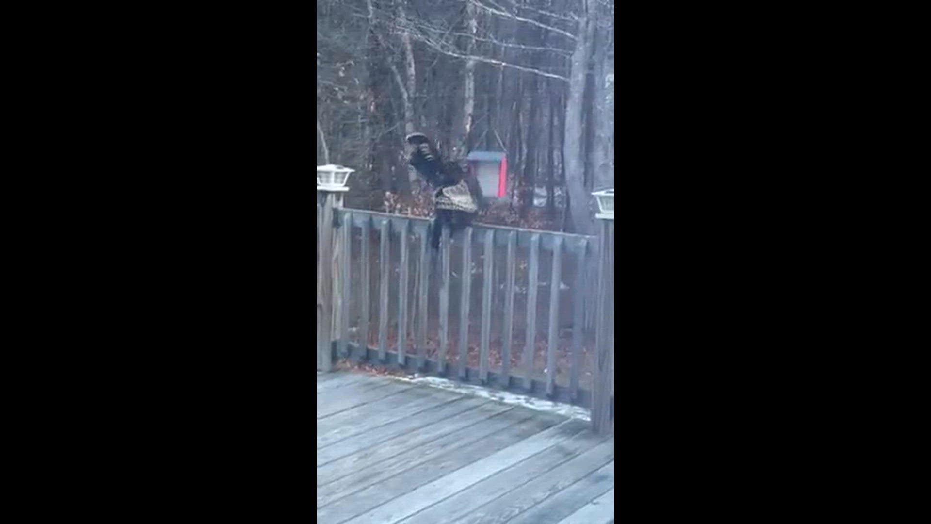 Big Bird | newscentermaine.com