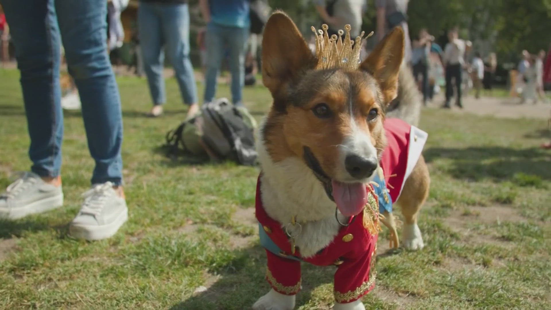 Corgis gather to honor Queen Elizabeth II | newscentermaine.com