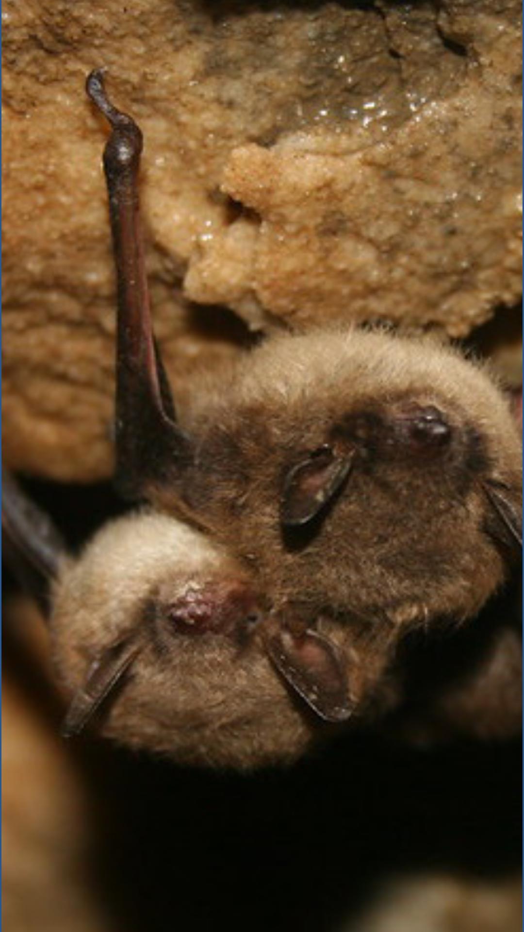 Maine CDC offers guidance to avoid rabies from bats | newscentermaine.com