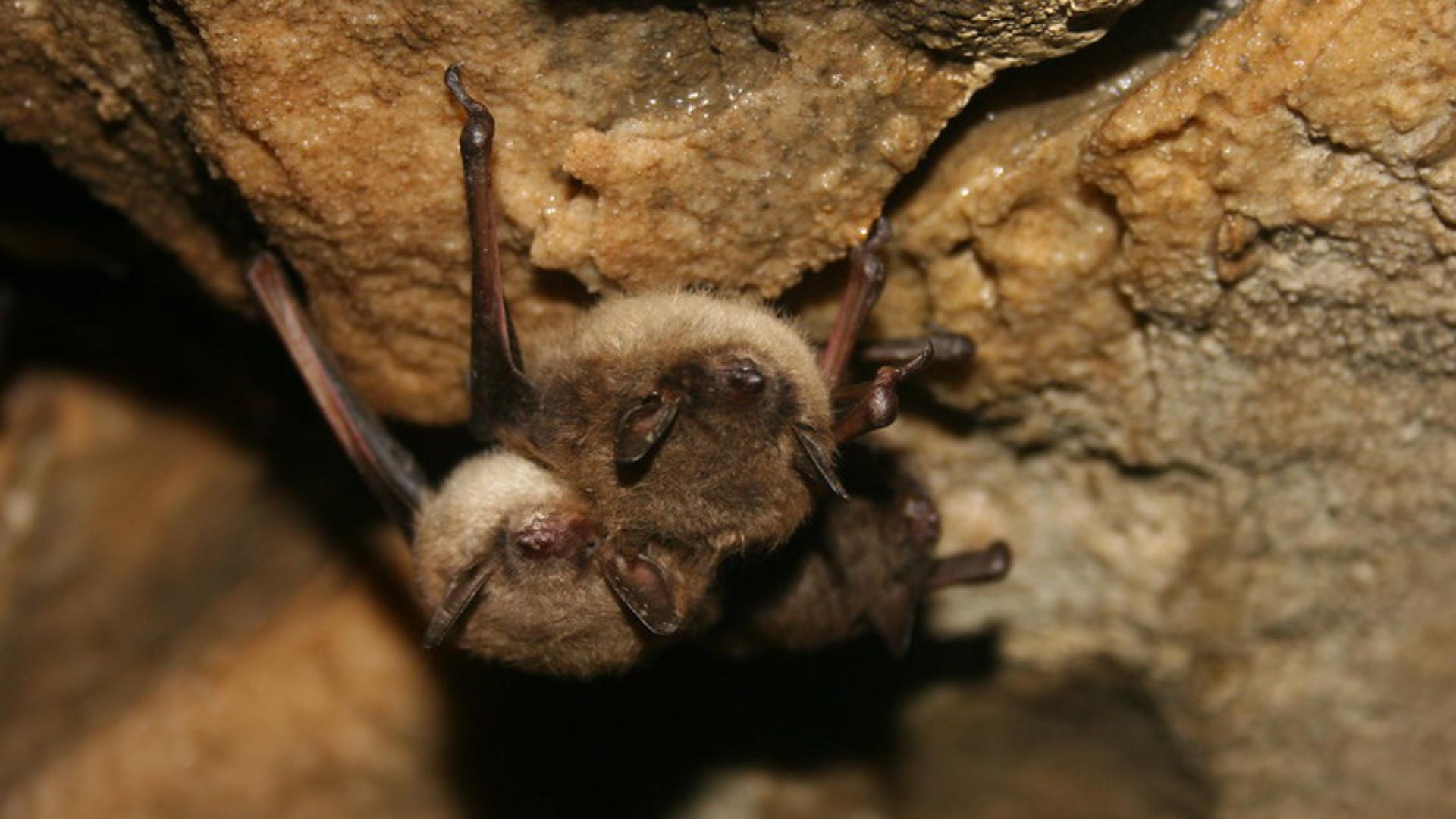 Maine CDC offers guidance to avoid rabies from bats | newscentermaine.com