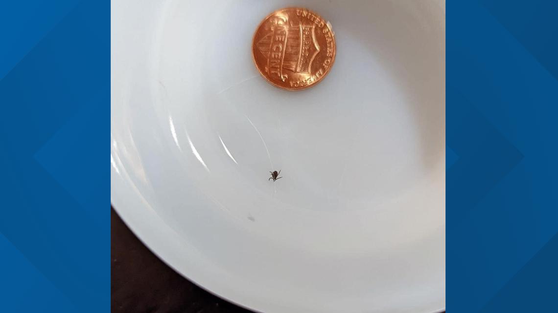 Tiny ticks that may carry tickborne diseases out for the summer ...