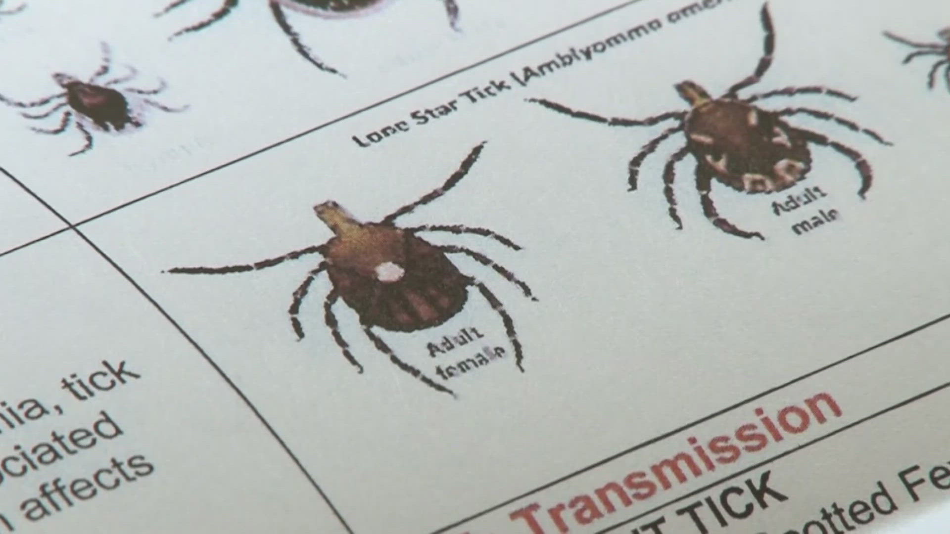 CDC links deer ticks to red meat allergy risk | newscentermaine.com