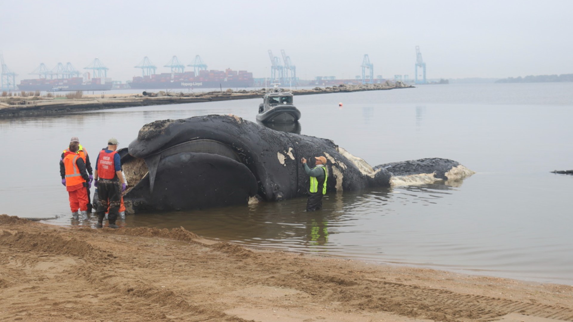 Right whale dies after collision with ship off East Coast ...