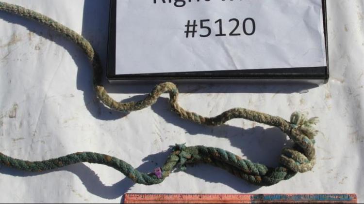 NOAA: Right whale died of entanglement in rope from Maine ...