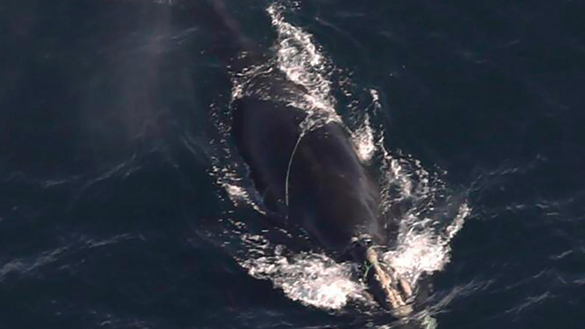 North Atlantic right whales found entangled in rope off Massachusetts ...