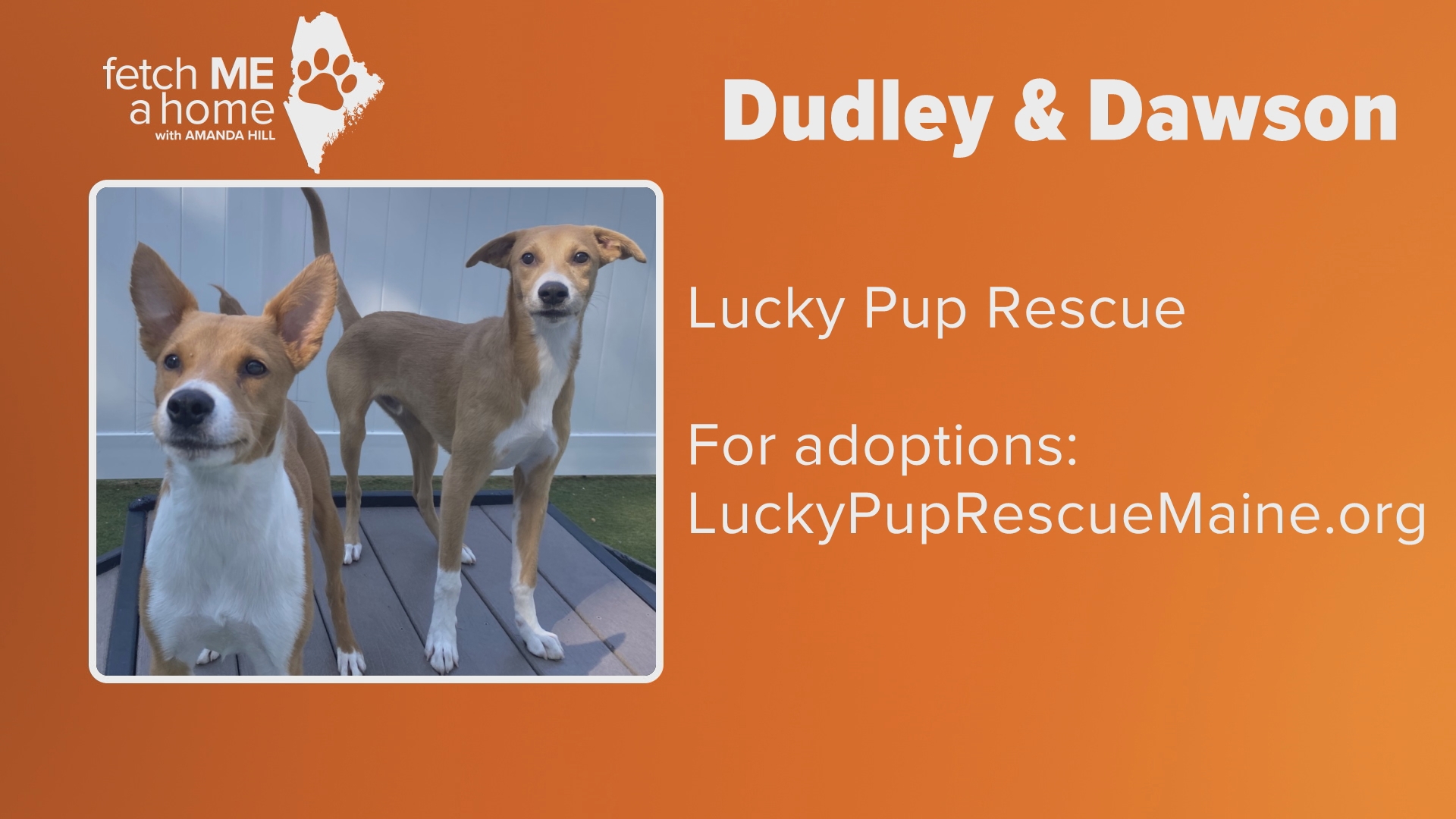 Fetch ME a Home: Puppies Dudley & Dawson are ready for adoption ...